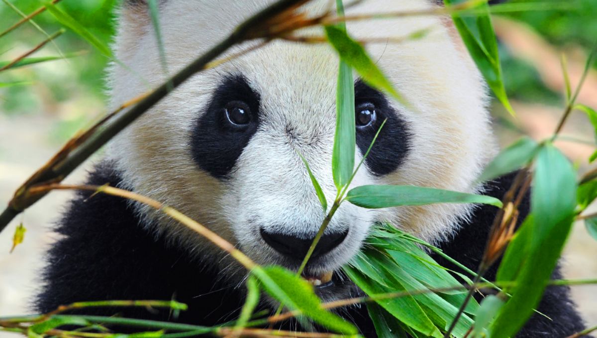 World Wildlife Fund - WorldWildlife.org | Viget